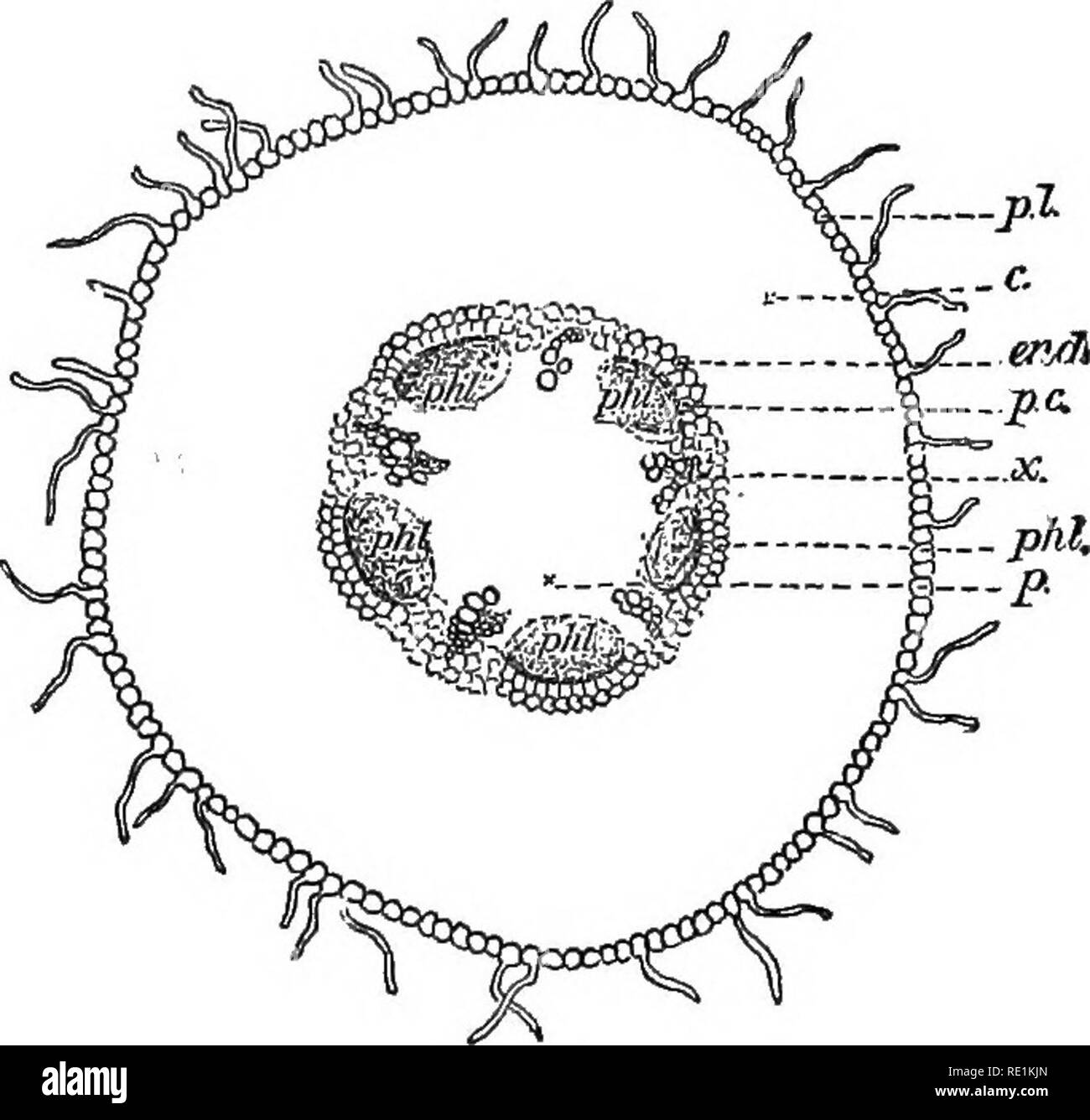 . South African botany. Botany. THE ROOT OF THE ANGIOSPERM 35 formed ...