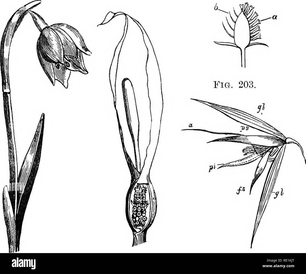 . A manual of botany. Botany. MORPHOLOGY OF REPEODUCTIVE ORGANS 105 we ...