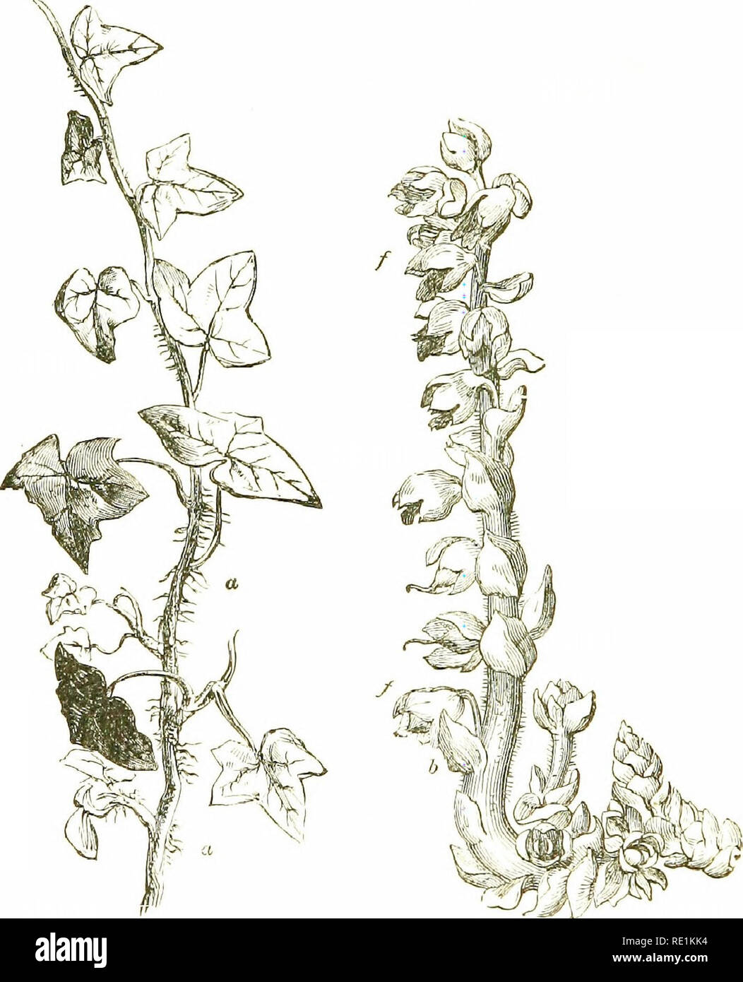 Adventitious roots roses hi-res stock photography and images - Alamy