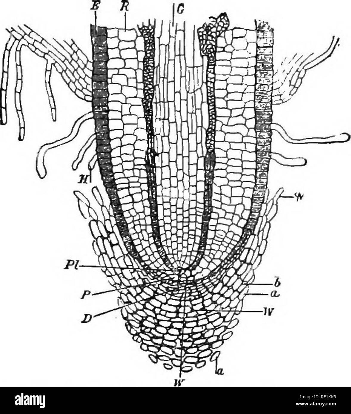 Damage to the cortex Black and White Stock Photos & Images - Alamy