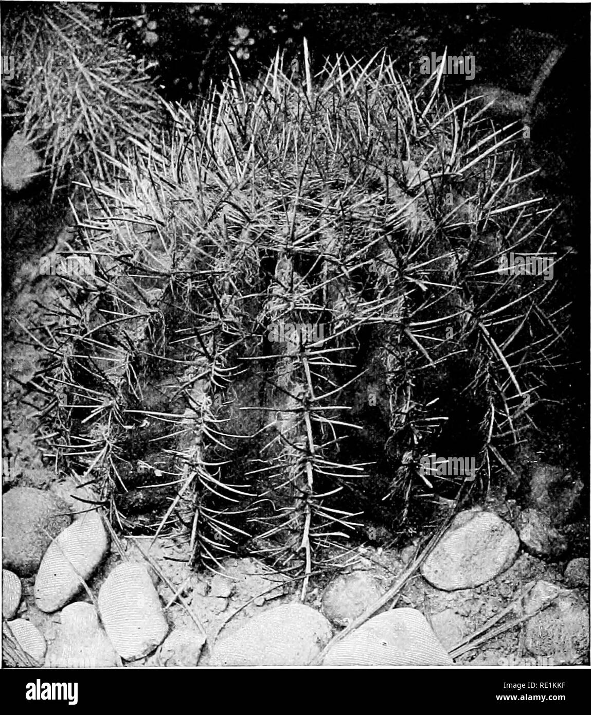 Rosette arrangement Black and White Stock Photos & Images - Alamy