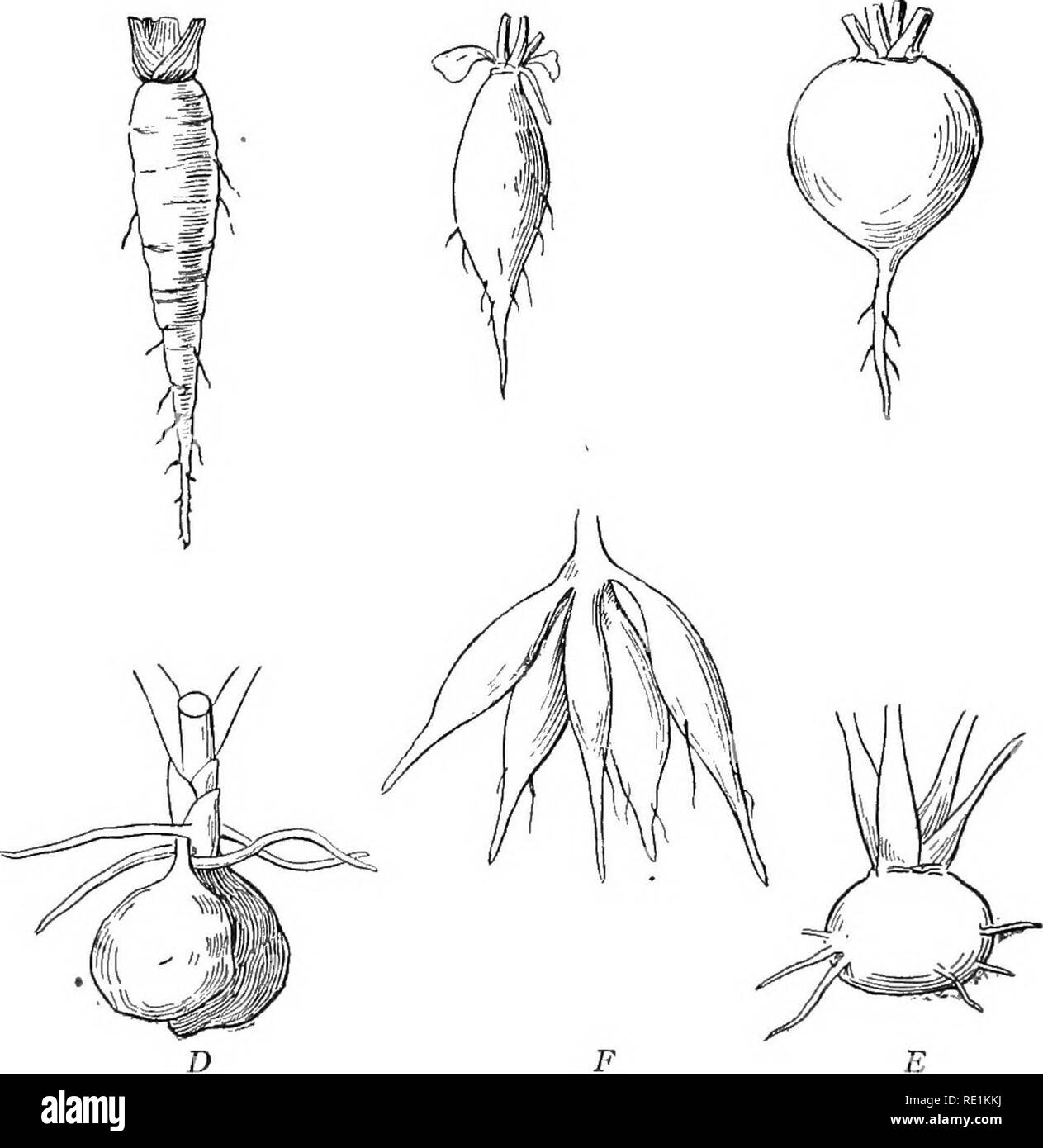 . South African botany. Botany. 30 SOUTH AFRICAN BOTANY baceous ...