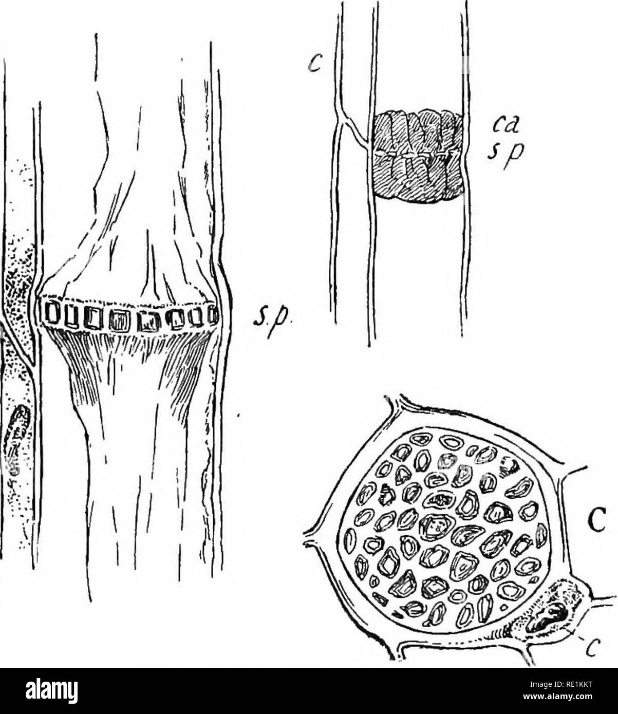 Lignified cell walls hi-res stock photography and images - Alamy