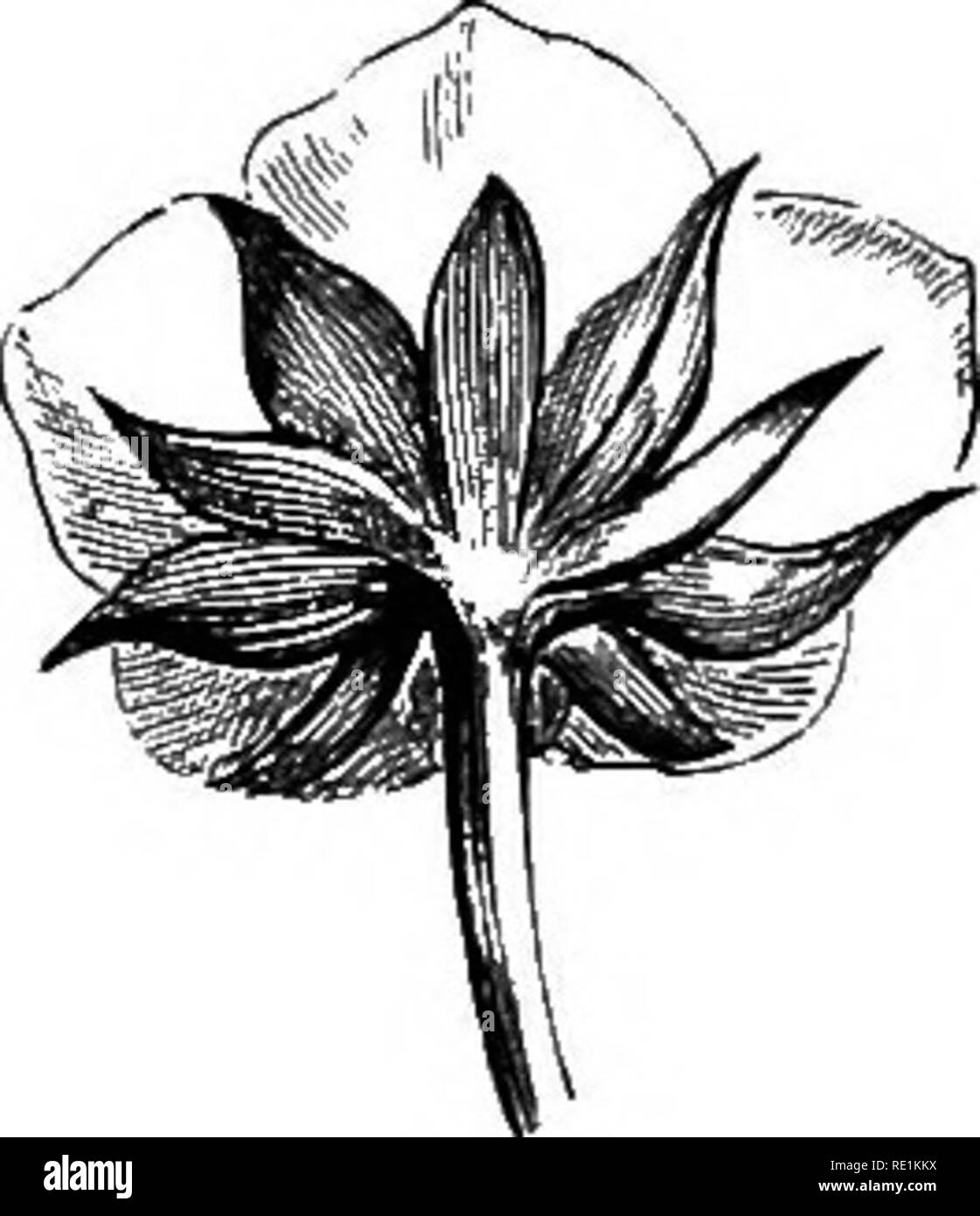 Epicalyx hi-res stock photography and images - Alamy