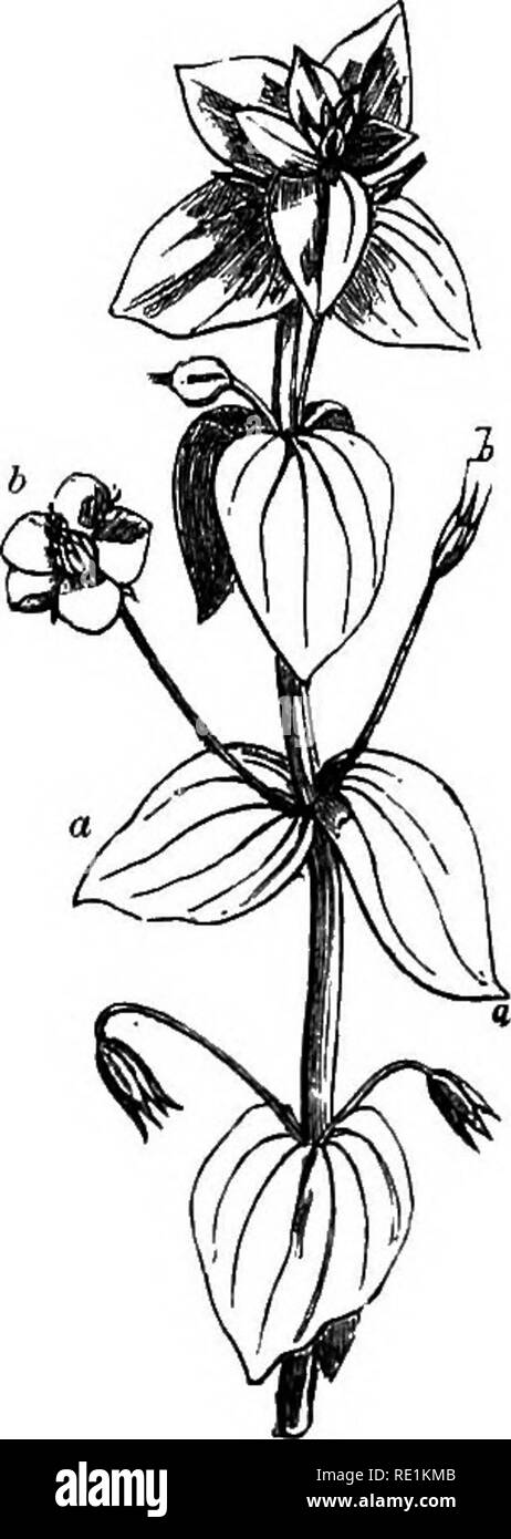 Leafy bract hi-res stock photography and images - Alamy