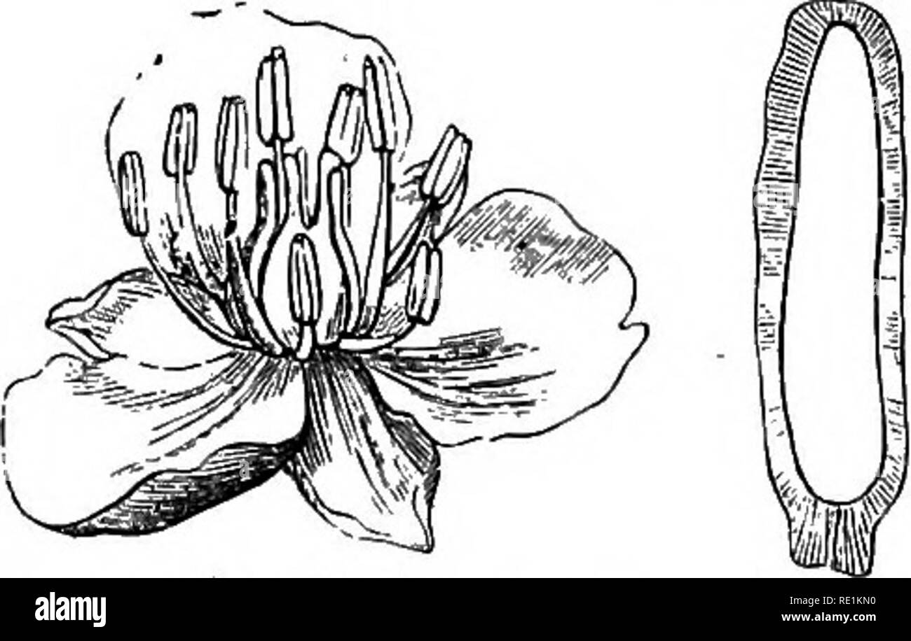 Interpetiolar hi-res stock photography and images - Alamy