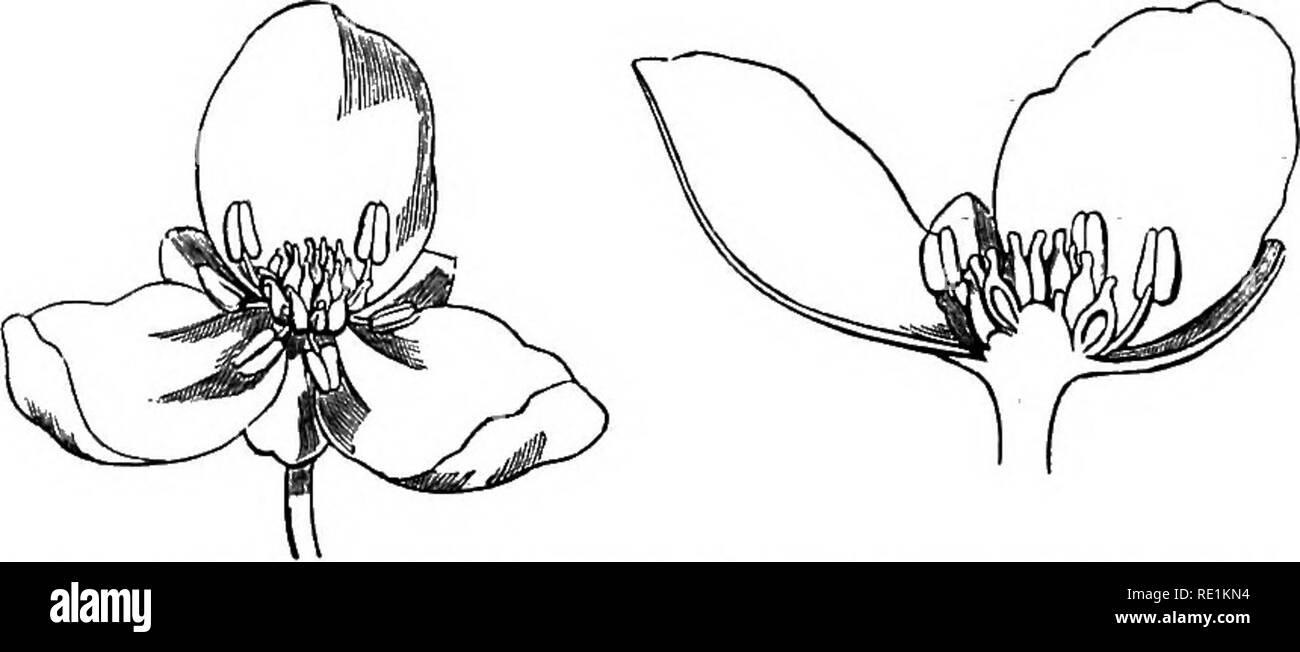 Curved stamens Black and White Stock Photos & Images - Alamy