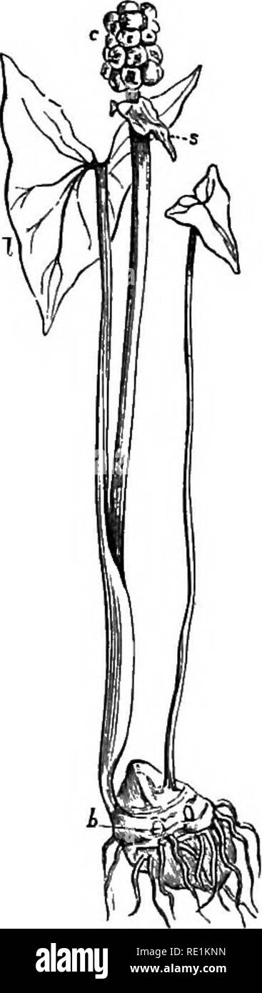 Spathe leaf Black and White Stock Photos & Images - Alamy