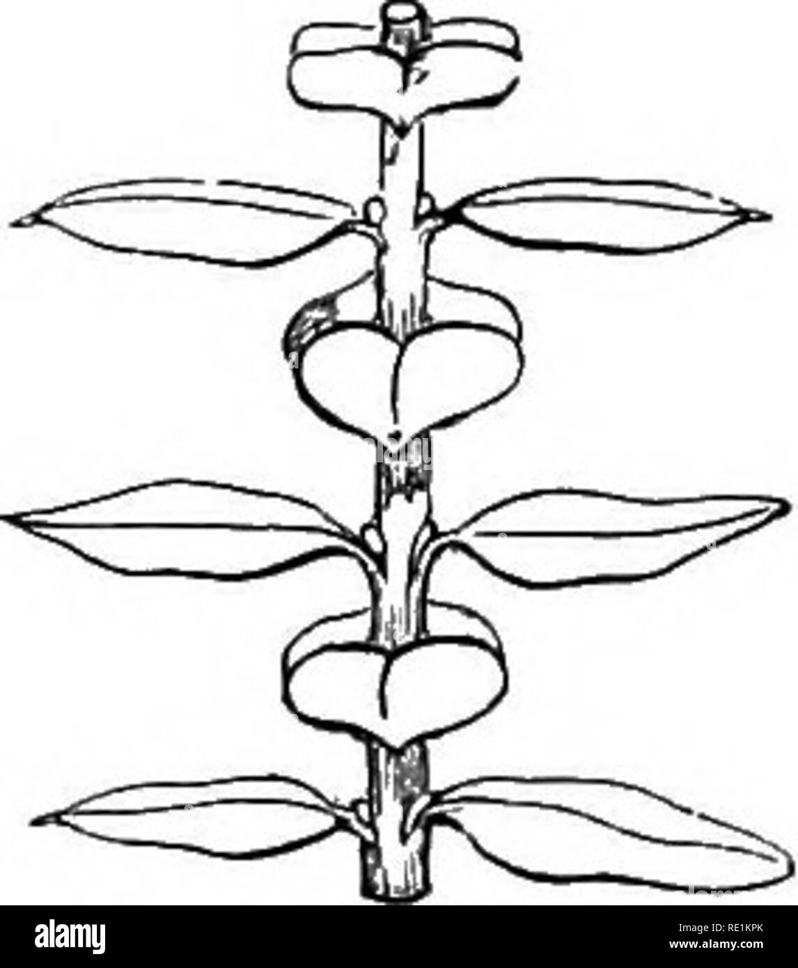 Leaves and branches whorled arrangement hi-res stock photography and ...