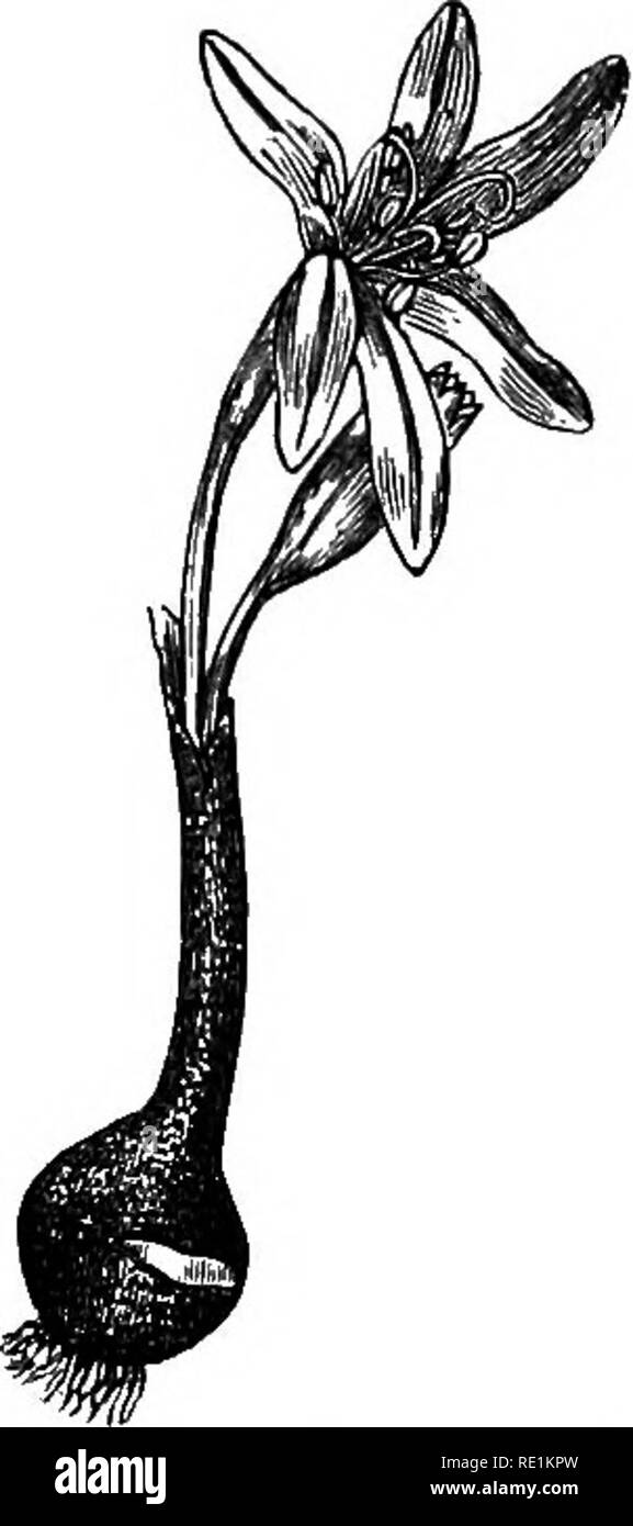 Loculicidal capsule Cut Out Stock Images & Pictures - Alamy