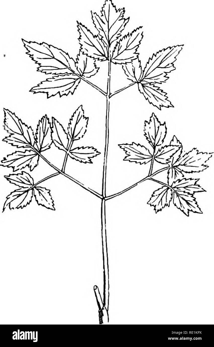 Two branches springing Black and White Stock Photos & Images - Alamy