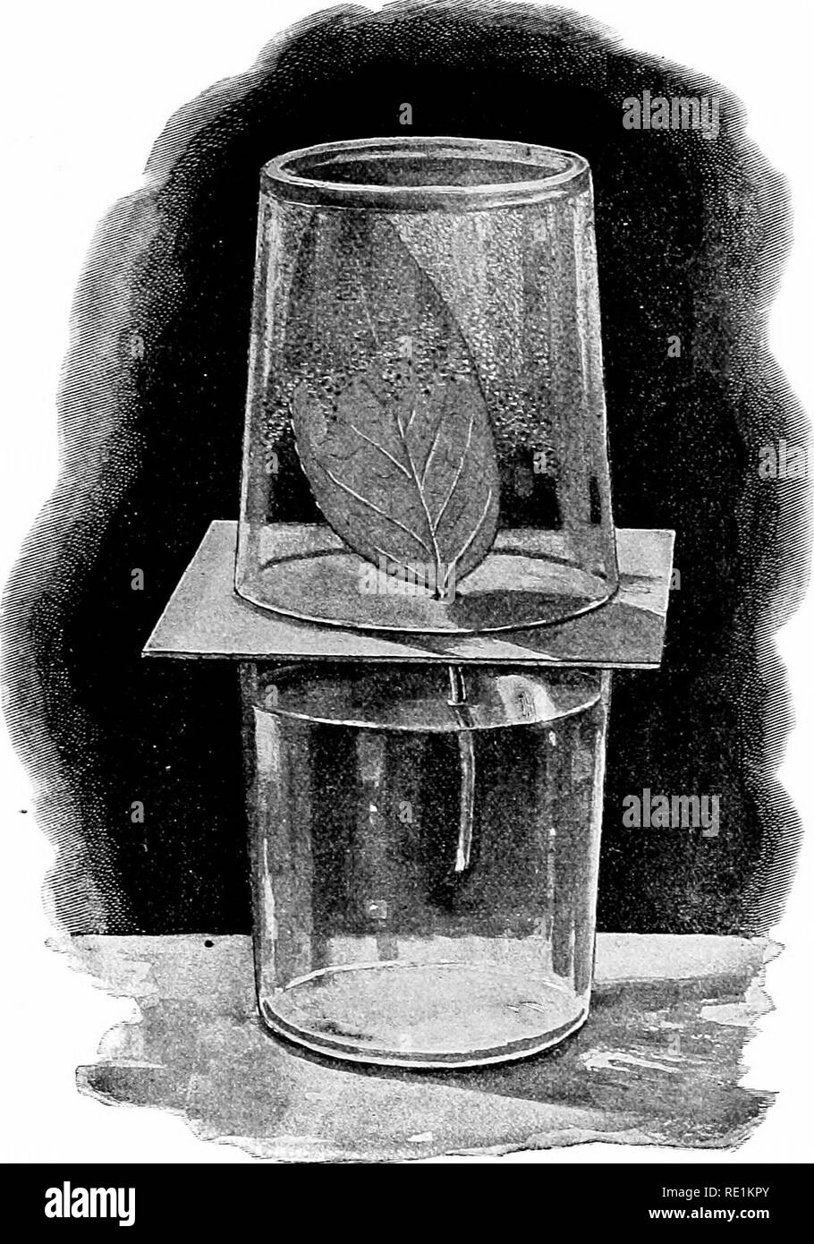 Transpiration experiment hi-res stock photography and images - Alamy