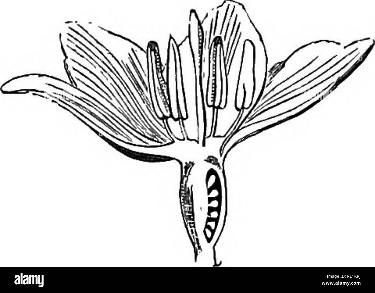 . A manual of botany. Botany. Fig, 947. Diagram of the flower of tliia ...