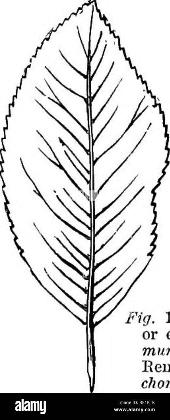 . A manual of botany. Botany. 74 MANUAL OF BOTANY shape of the lamina ...