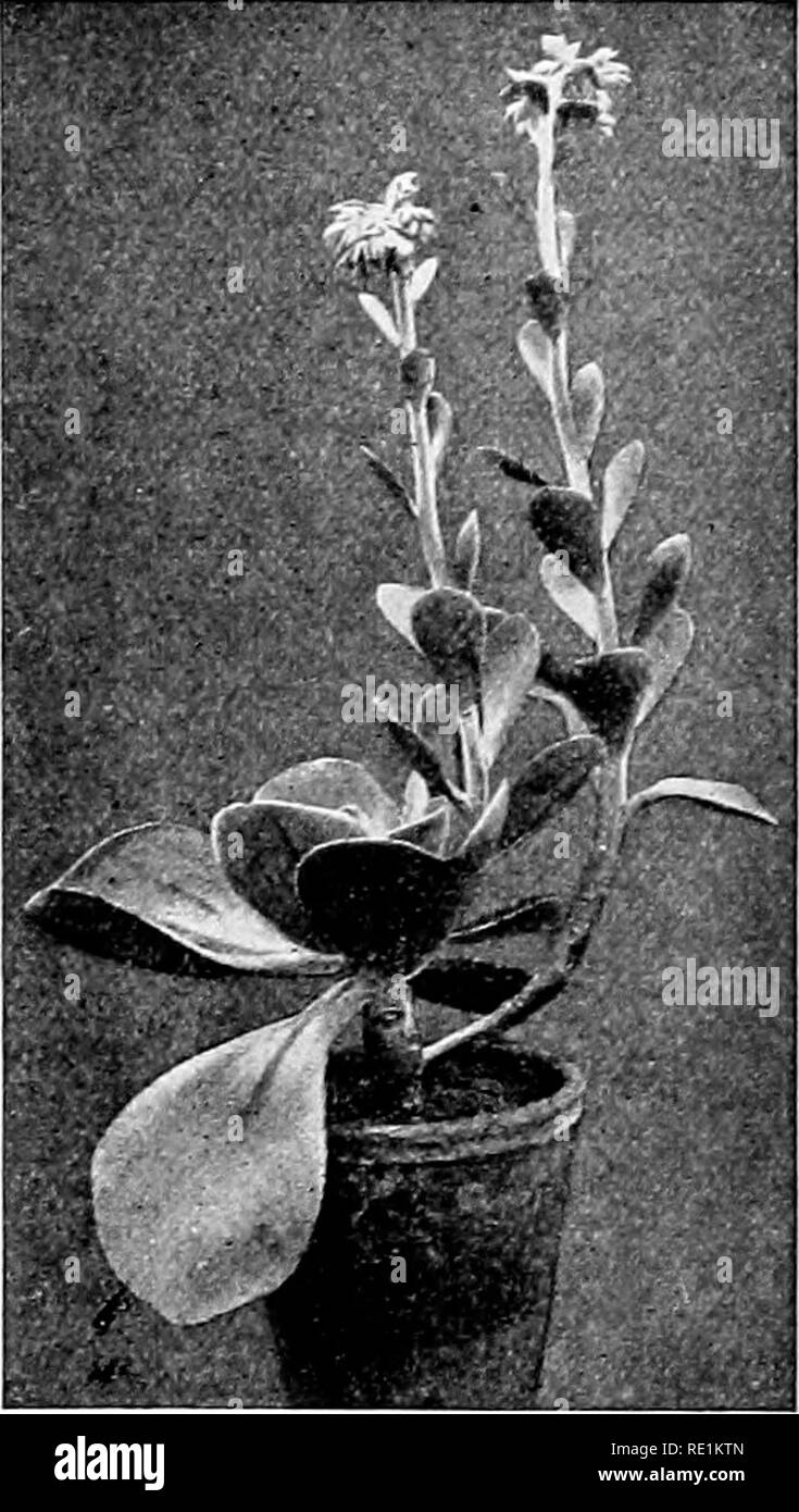 . Plant studies; an elementary botany. Botany. FOLIAGE LEAVES : THE ...