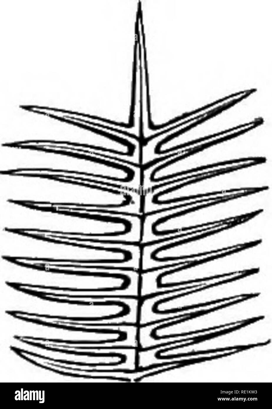 Five triangular lobes Black and White Stock Photos & Images - Alamy