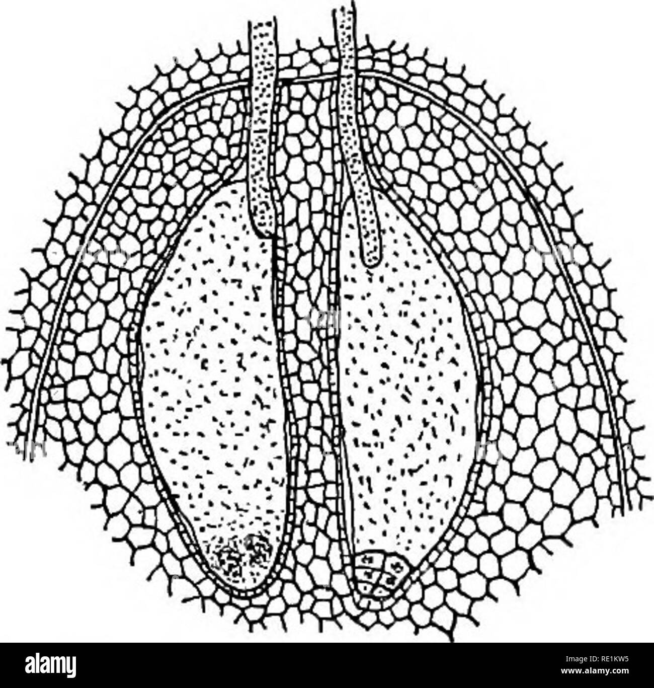 . A manual of botany. Botany. GYMNOSPEEM^ 177 to form the suspensor ...
