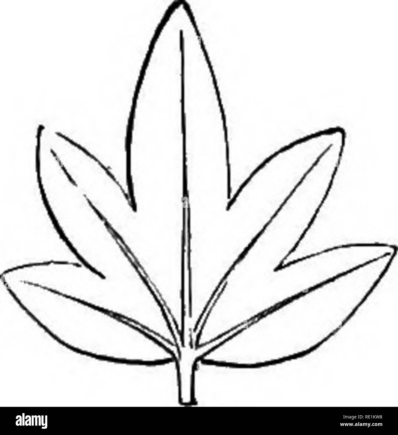 Dentate leaf margins hi-res stock photography and images - Alamy