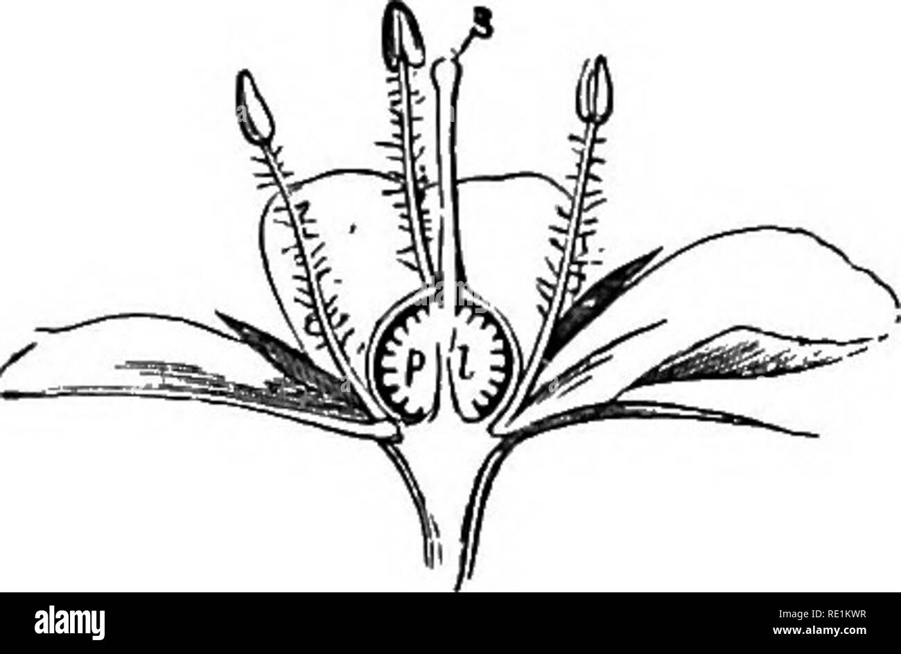 Reproductive organs indicated hi-res stock photography and images - Alamy