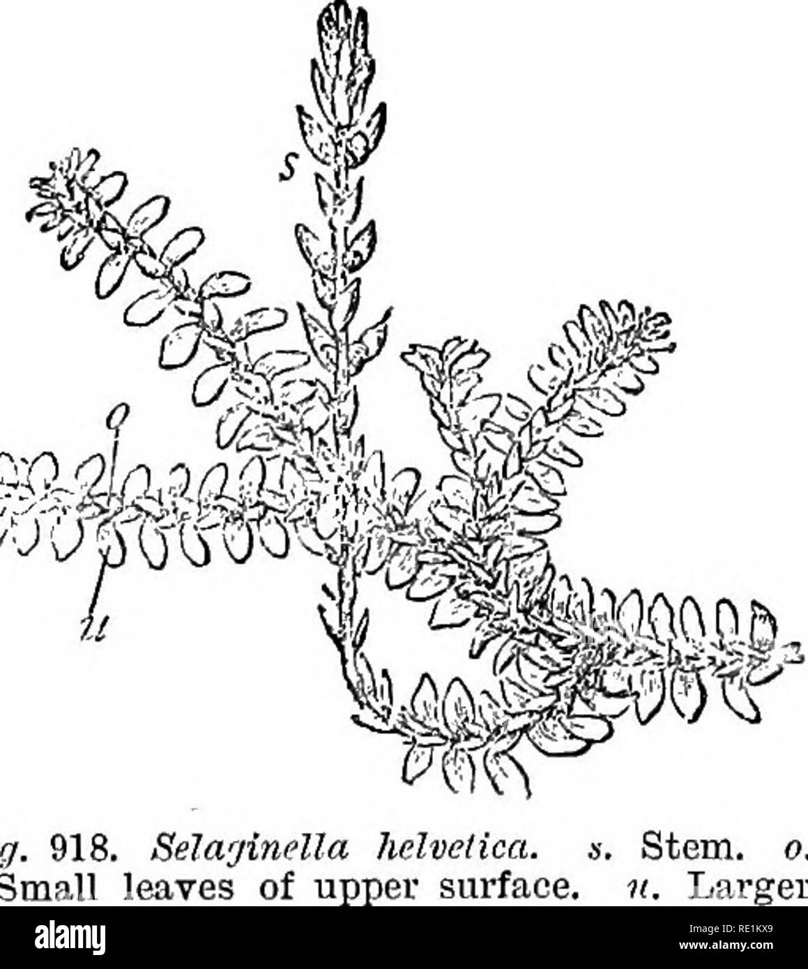 . A manual of botany. Botany. 160 MANUAL OF BOTANY Fig. 918. Ferns than ...