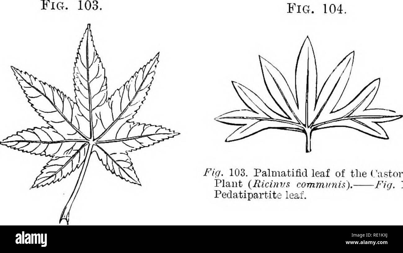 . A manual of botany. Botany. GENERAL MORPHOLOGY OF THE PLANT 63 and ...