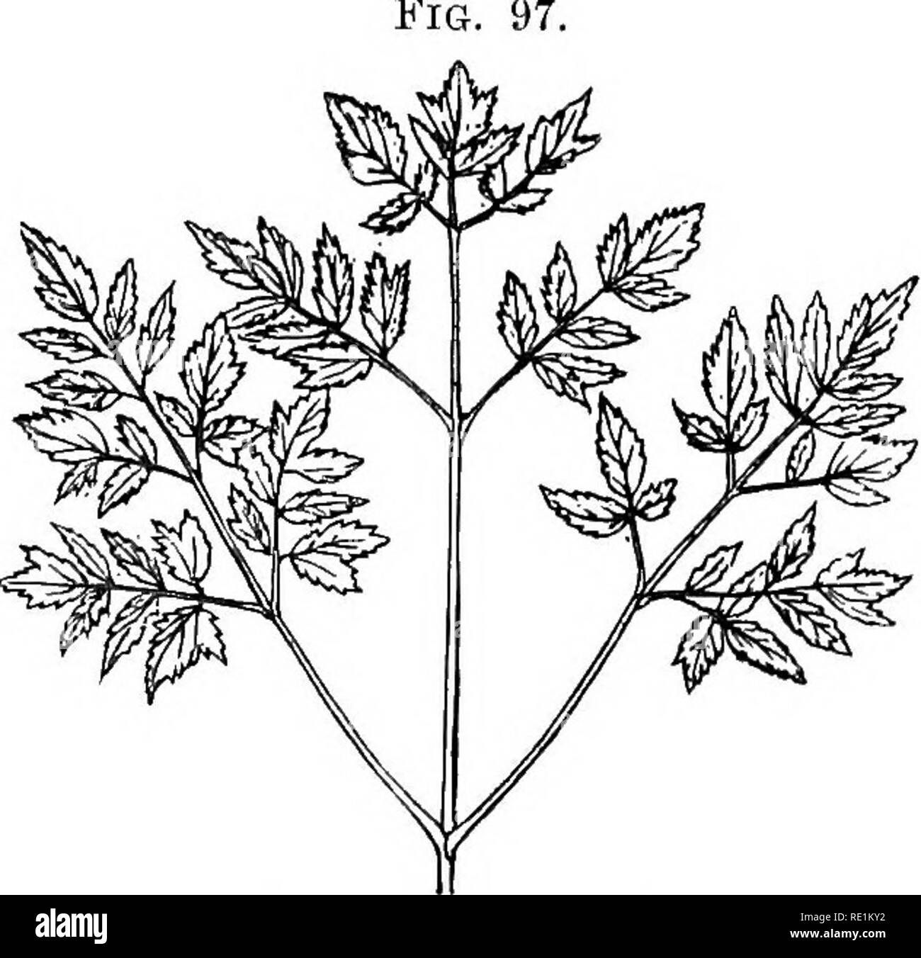 Digitate leaf hi-res stock photography and images - Alamy