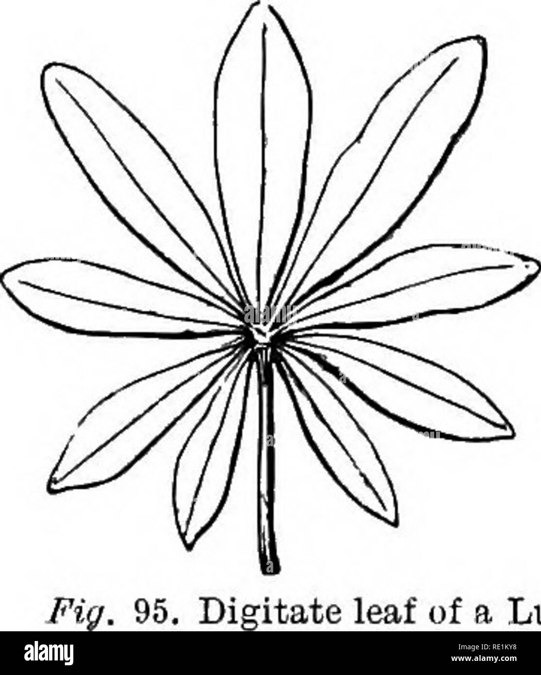 Phylloclade hi-res stock photography and images - Alamy