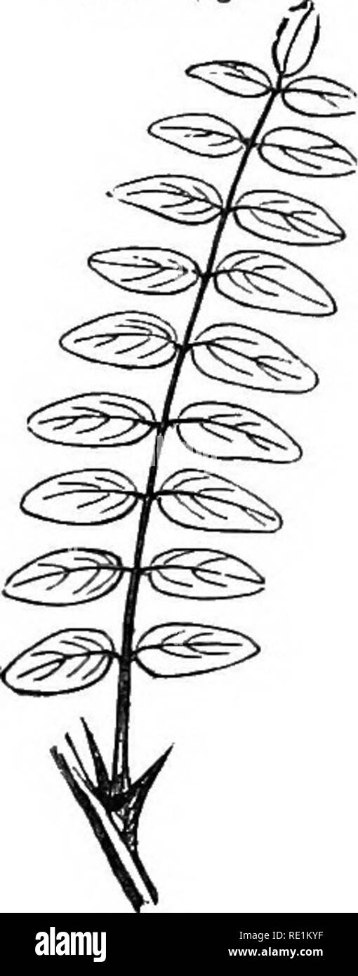 Incised leaves Cut Out Stock Images & Pictures - Alamy