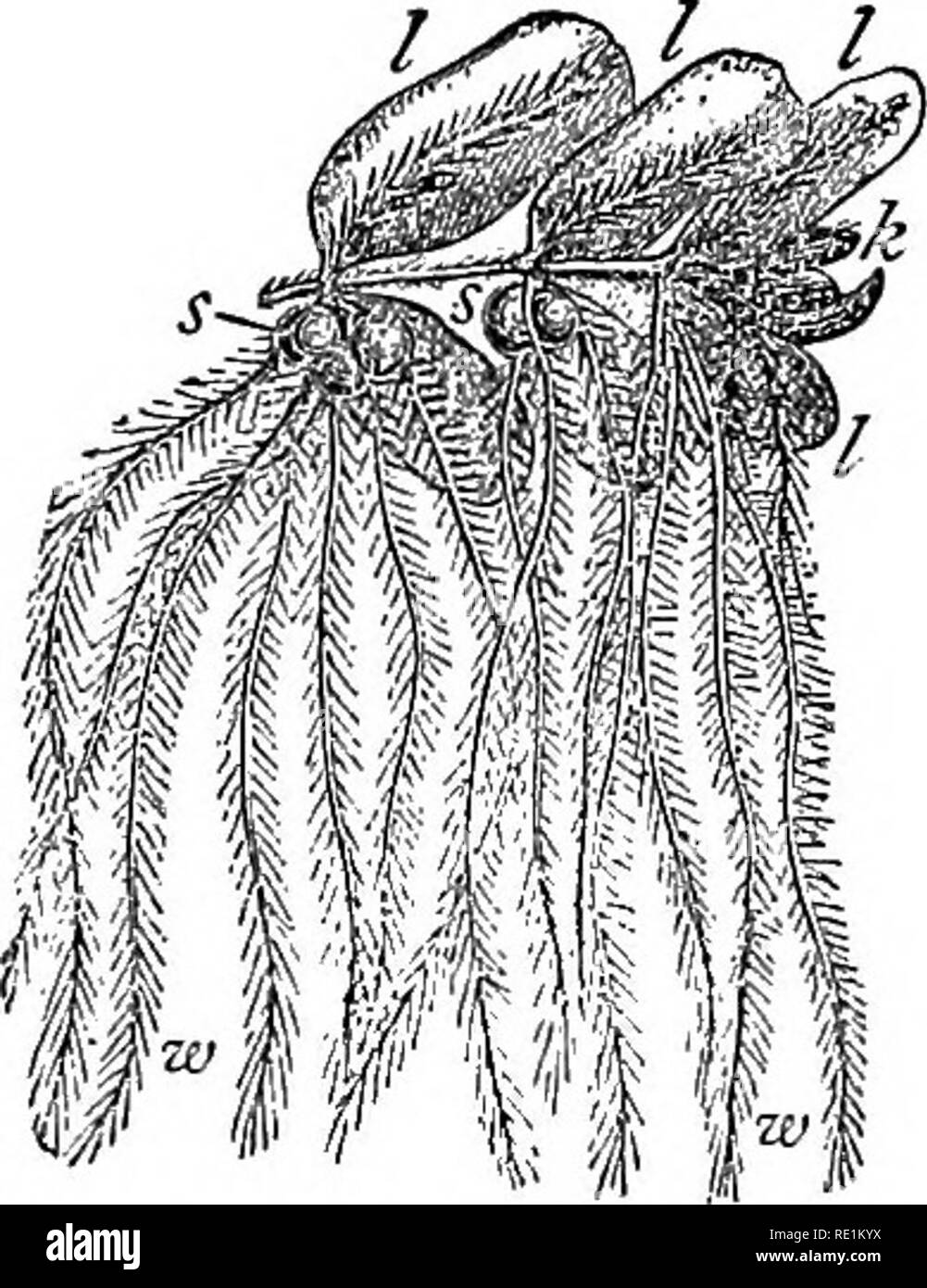 . A manual of botany. Botany. PTEBIDOPHYTA—HYDEOPTEEIDE^ 143 Azolla ...