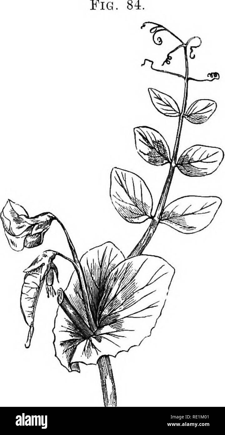 Petiolate fig hi-res stock photography and images - Alamy