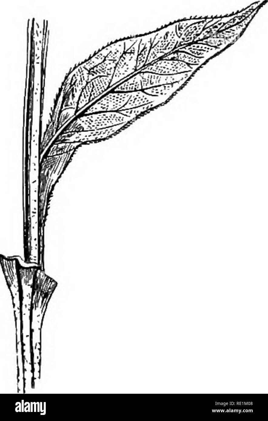 Pulvinus Black and White Stock Photos & Images - Alamy