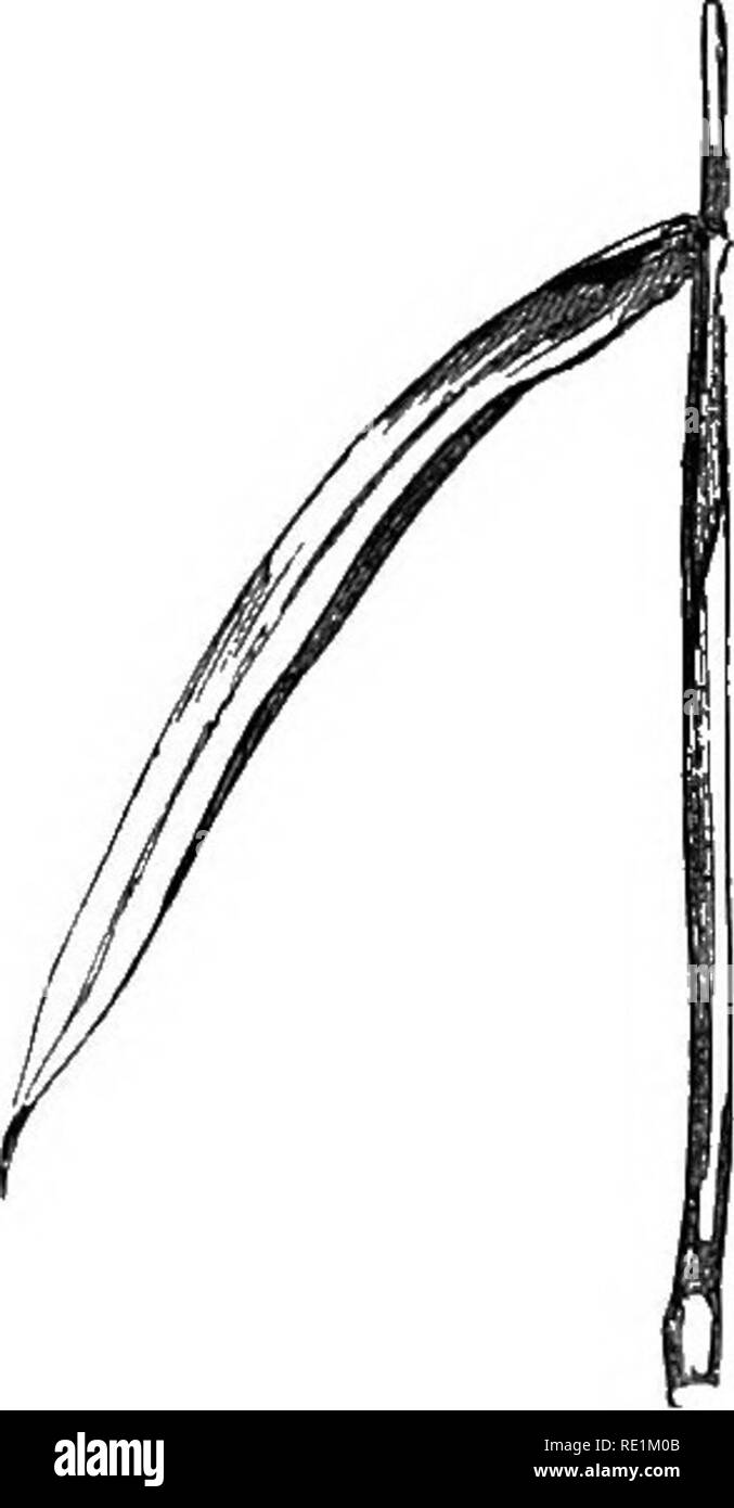 Decurrent leaf base hi-res stock photography and images - Alamy