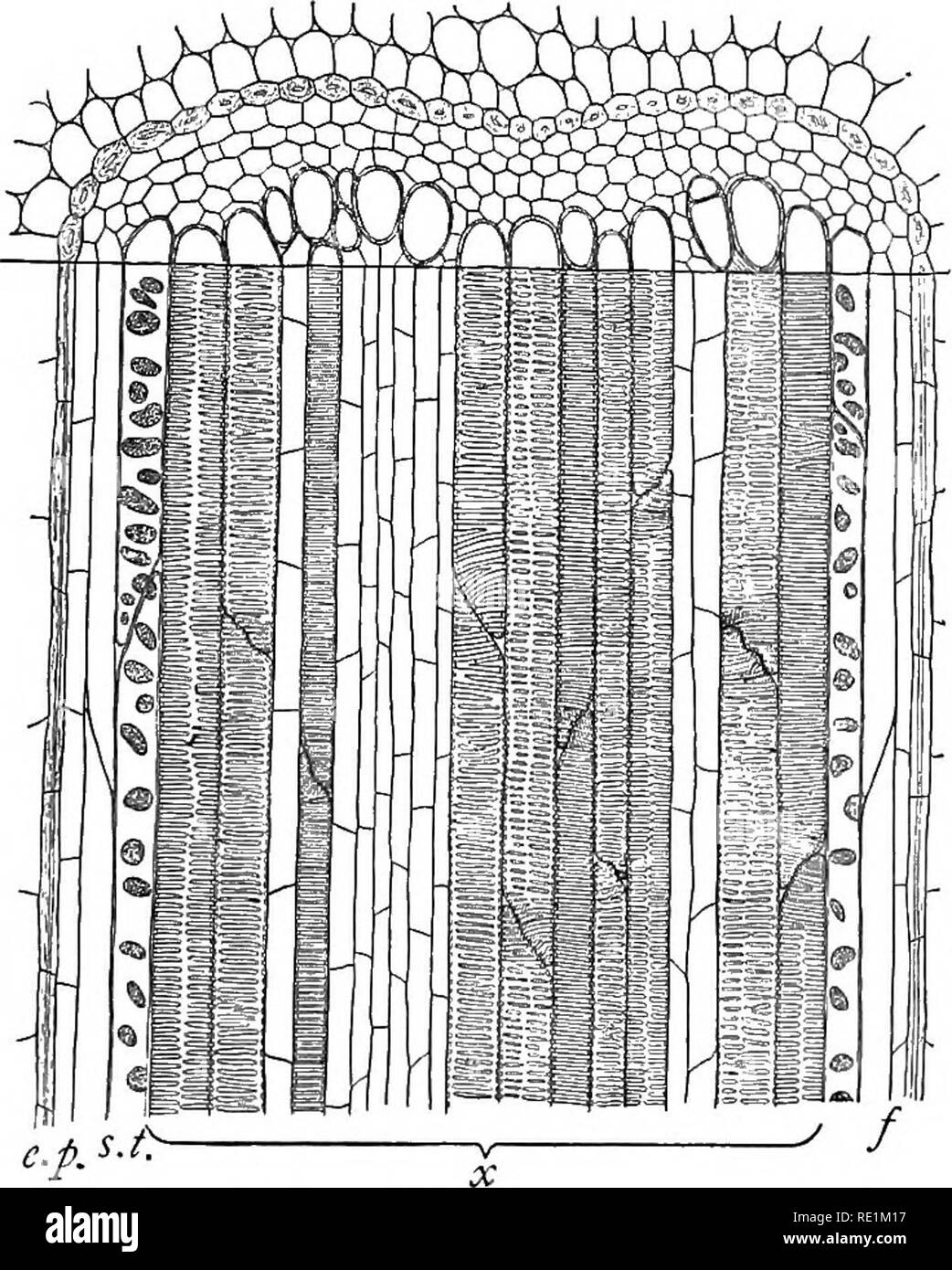 Callus cells hi-res stock photography and images - Alamy