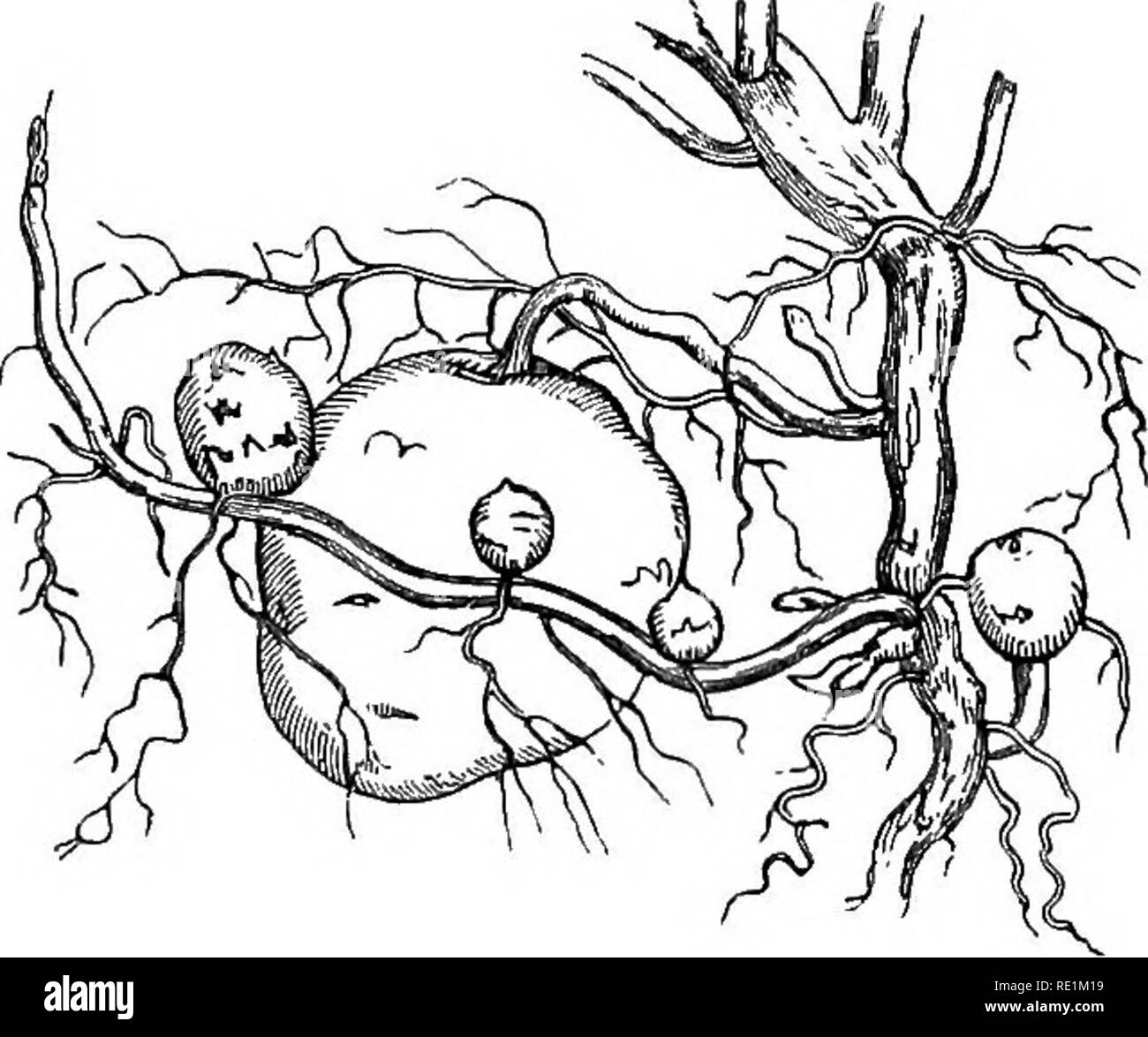 Modified Branches High Resolution Stock Photography and Images - Alamy