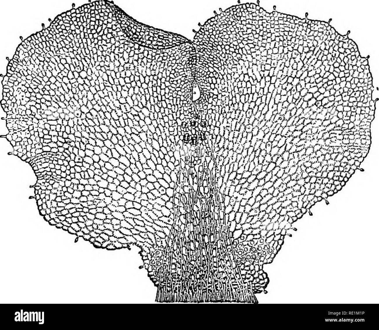 Bryophyta Black and White Stock Photos & Images - Alamy