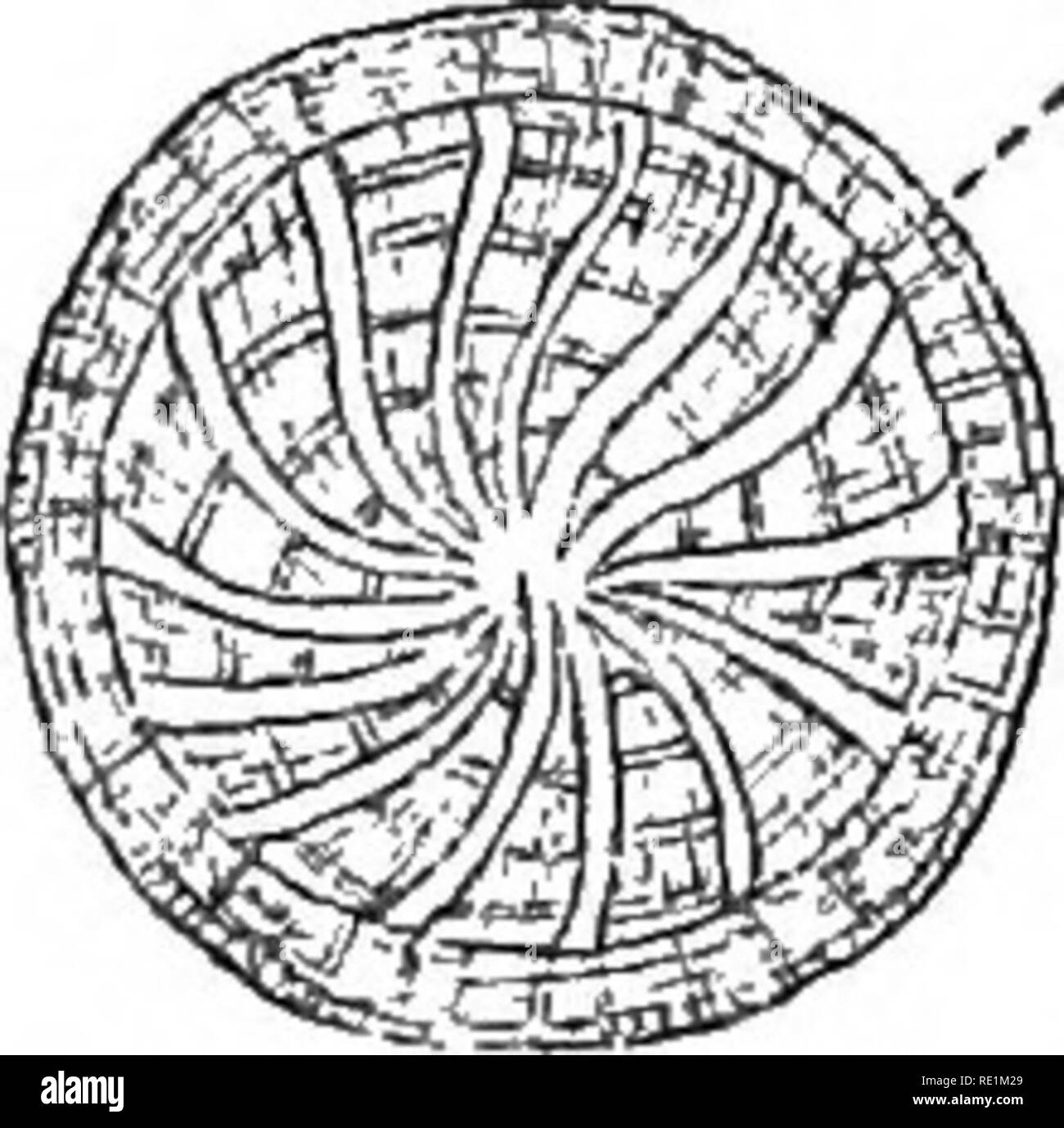 Peristome with teeth hi-res stock photography and images - Alamy