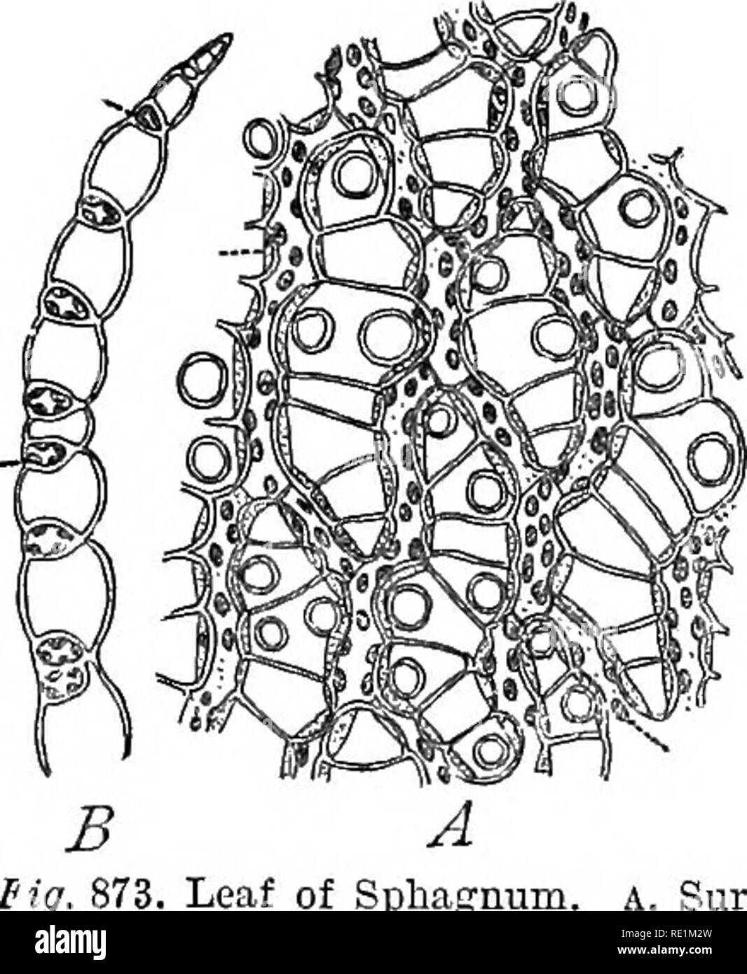 Clusters of leaves Black and White Stock Photos & Images - Alamy