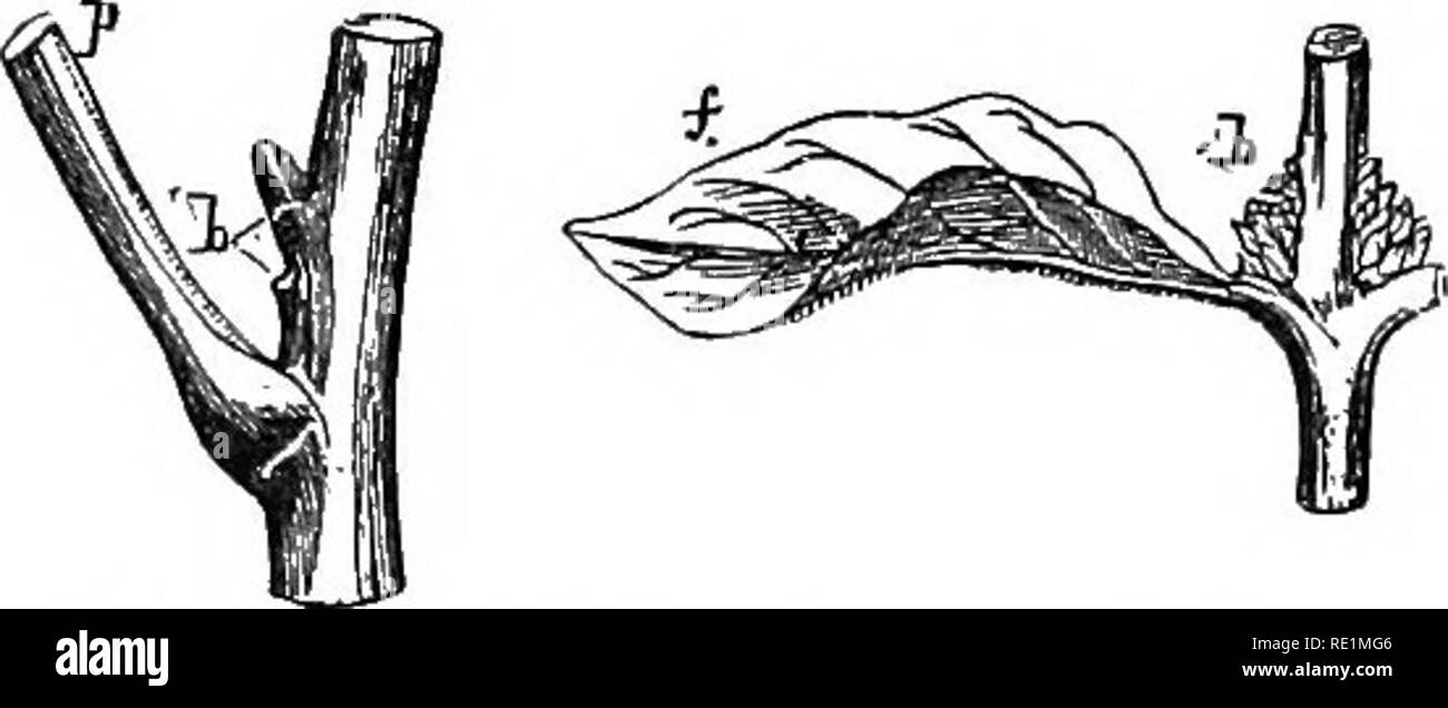 . A manual of botany. Botany. GENERAL MORPHOLOGY OP THE PLANT 35 parts ...