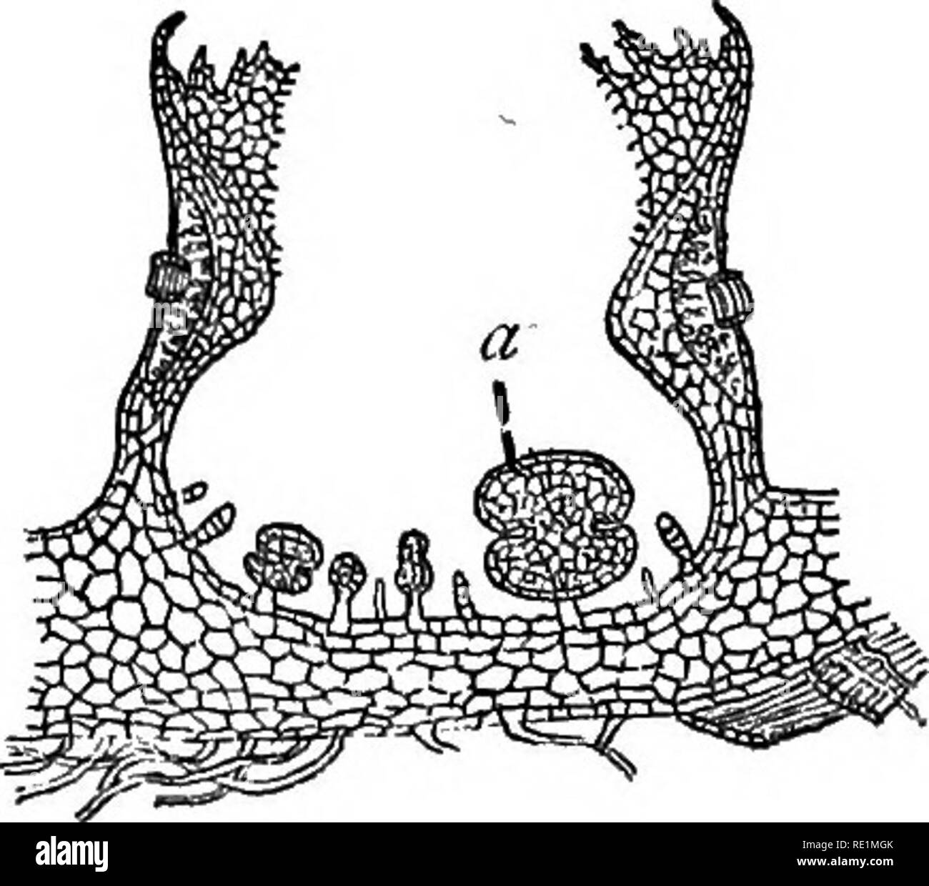 . A manual of botany. Botany. Fig. 8G4. Surface view of tbe so-called ...