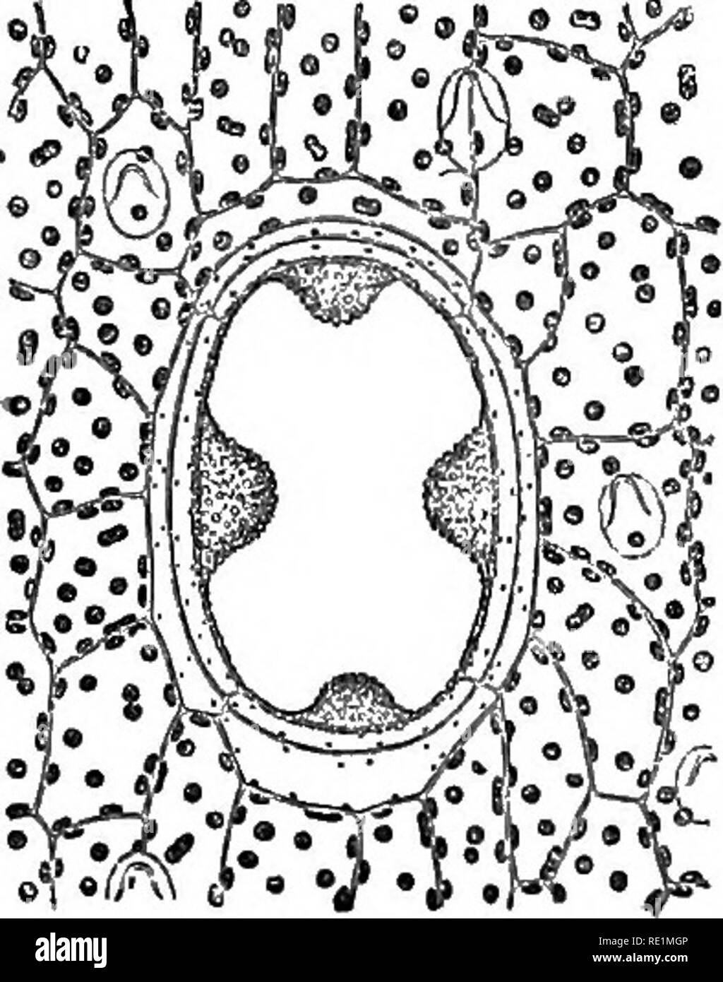 . A manual of botany. Botany. 106 MANUAL OF BOTANY growing points are ...