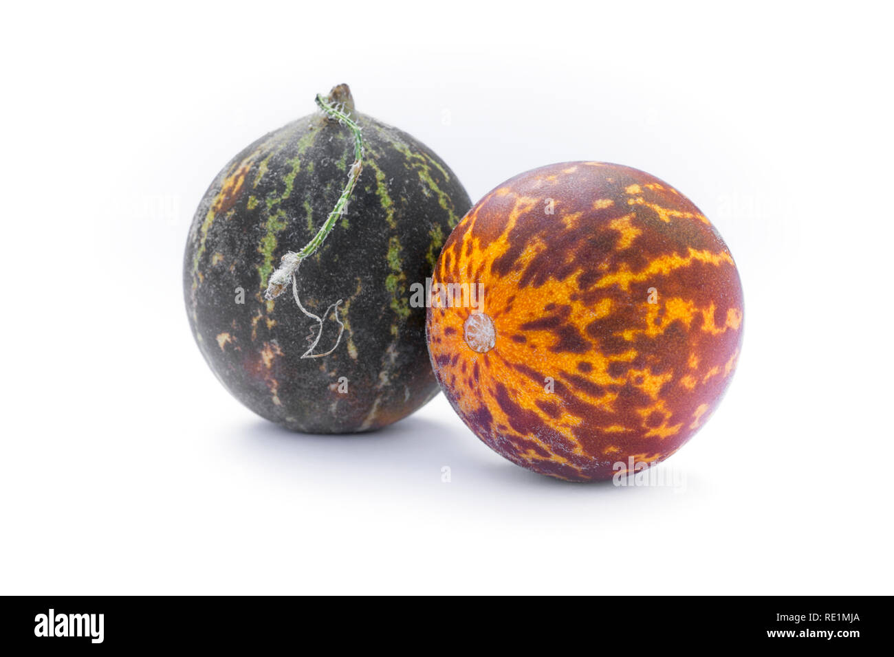 Tigger Melon (Cucumis melo "Queen Anne's Pocket"), ornamental exotic ...
