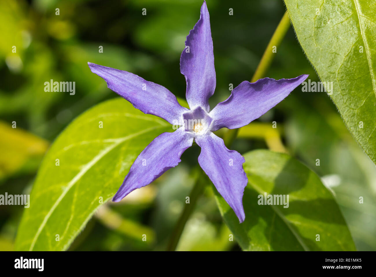 Periwinkle flower hi-res stock photography and images - Alamy