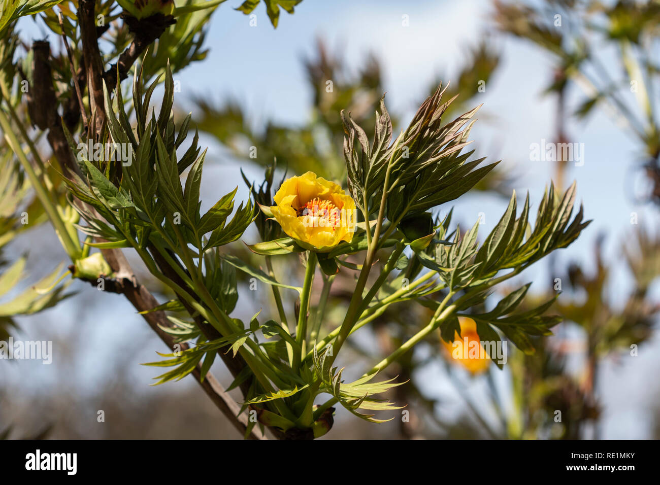 Large yellow flower hi-res stock photography and images - Alamy