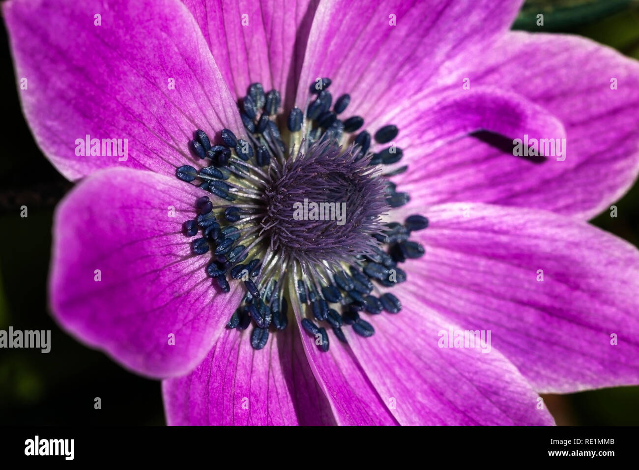 Flower dissection hi-res stock photography and images - Alamy