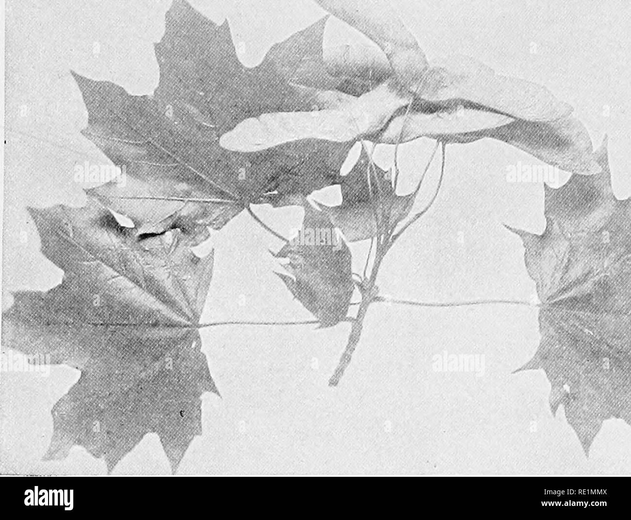 Compound flower Black and White Stock Photos & Images - Alamy