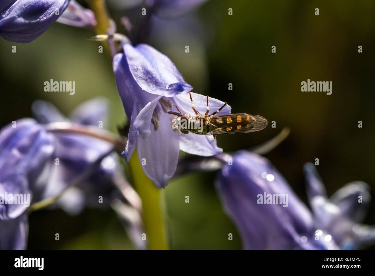 Spanish fly insect hi-res stock photography and images - Alamy