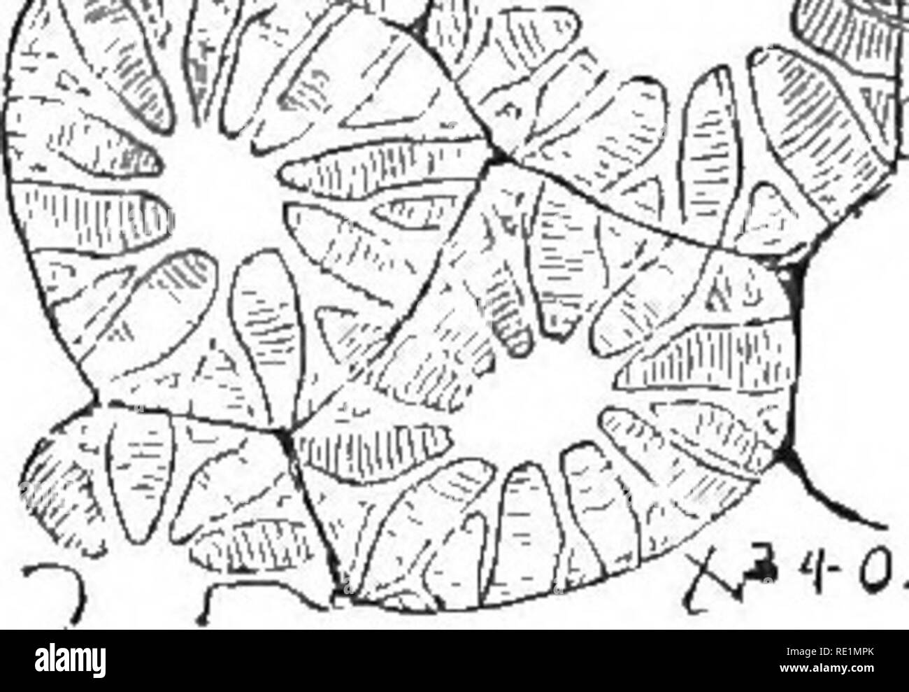 . The elements of botany embracing organography, histology, vegetable ...