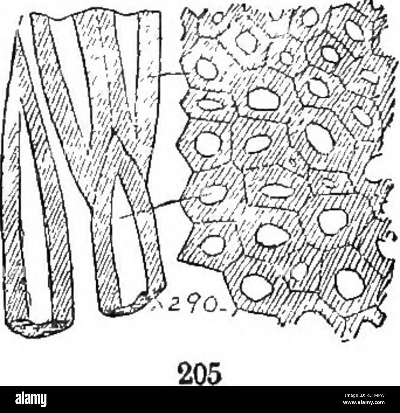 Sclerenchyma Cells Diagram