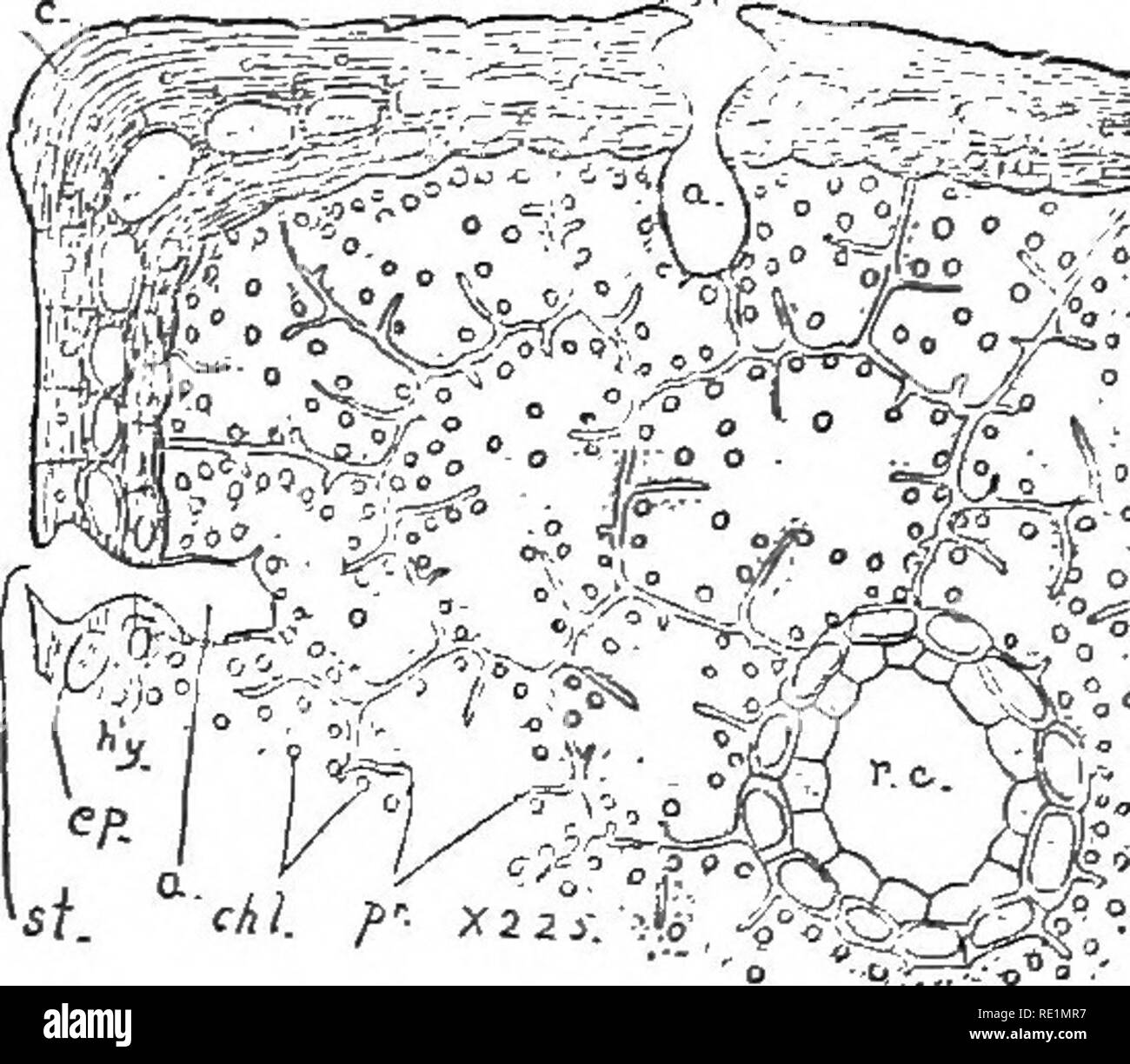 . The elements of botany embracing organography, histology, vegetable ...