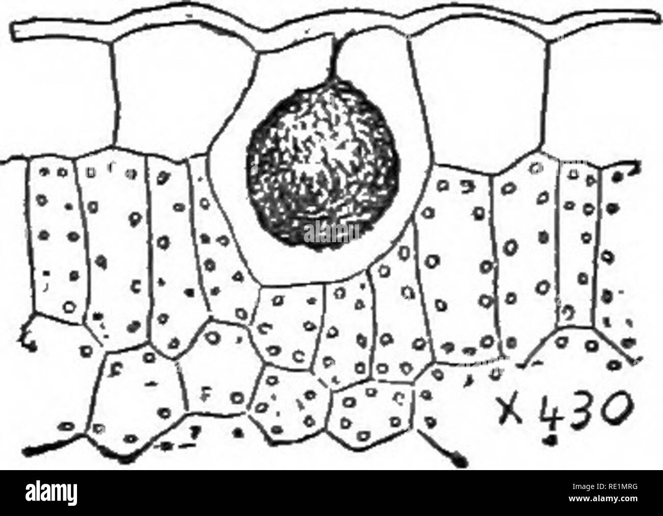 Cystoliths hi-res stock photography and images - Alamy